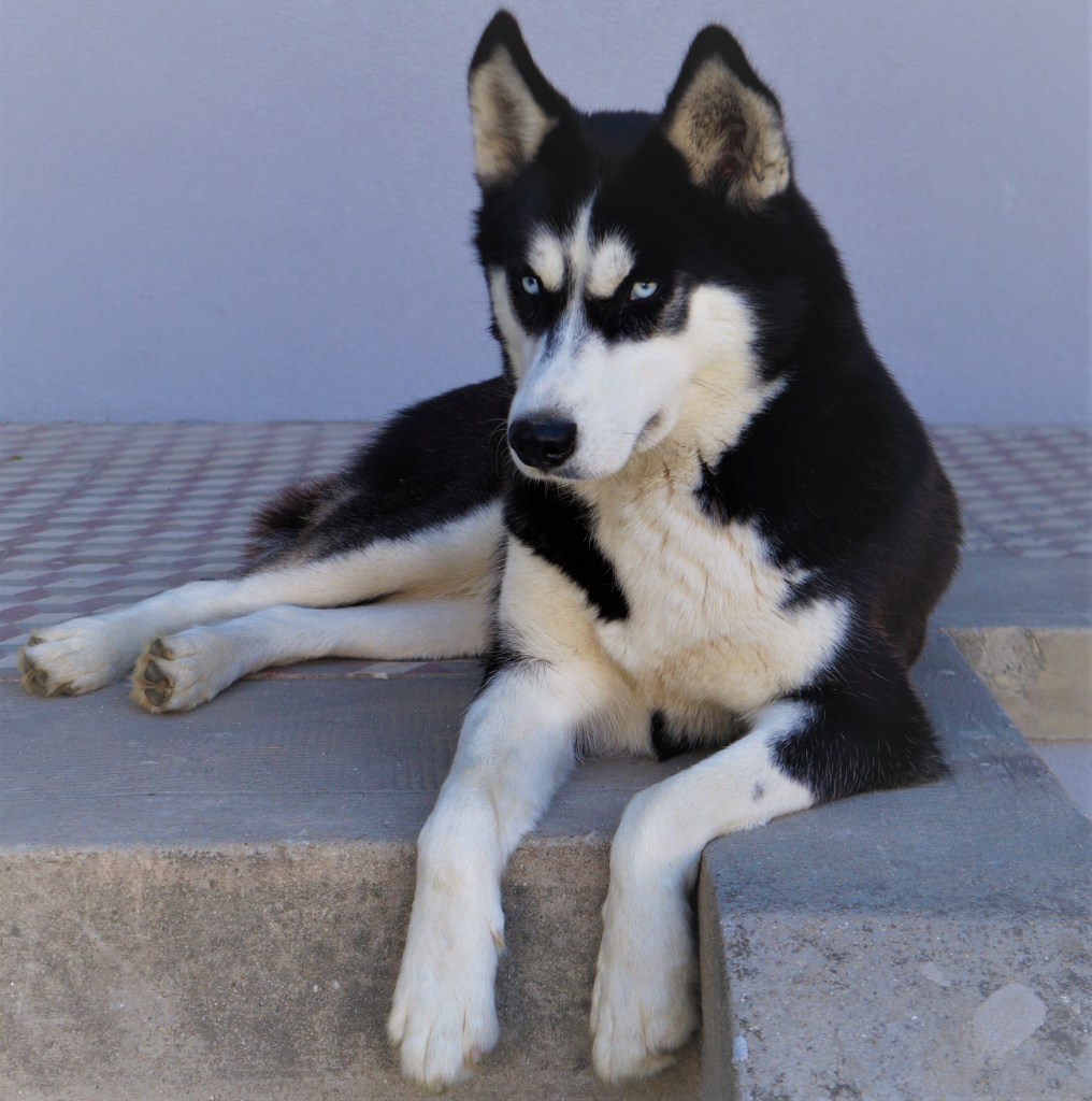 You know you are a true Siberian Husky owner when.. – Making Hungary Home