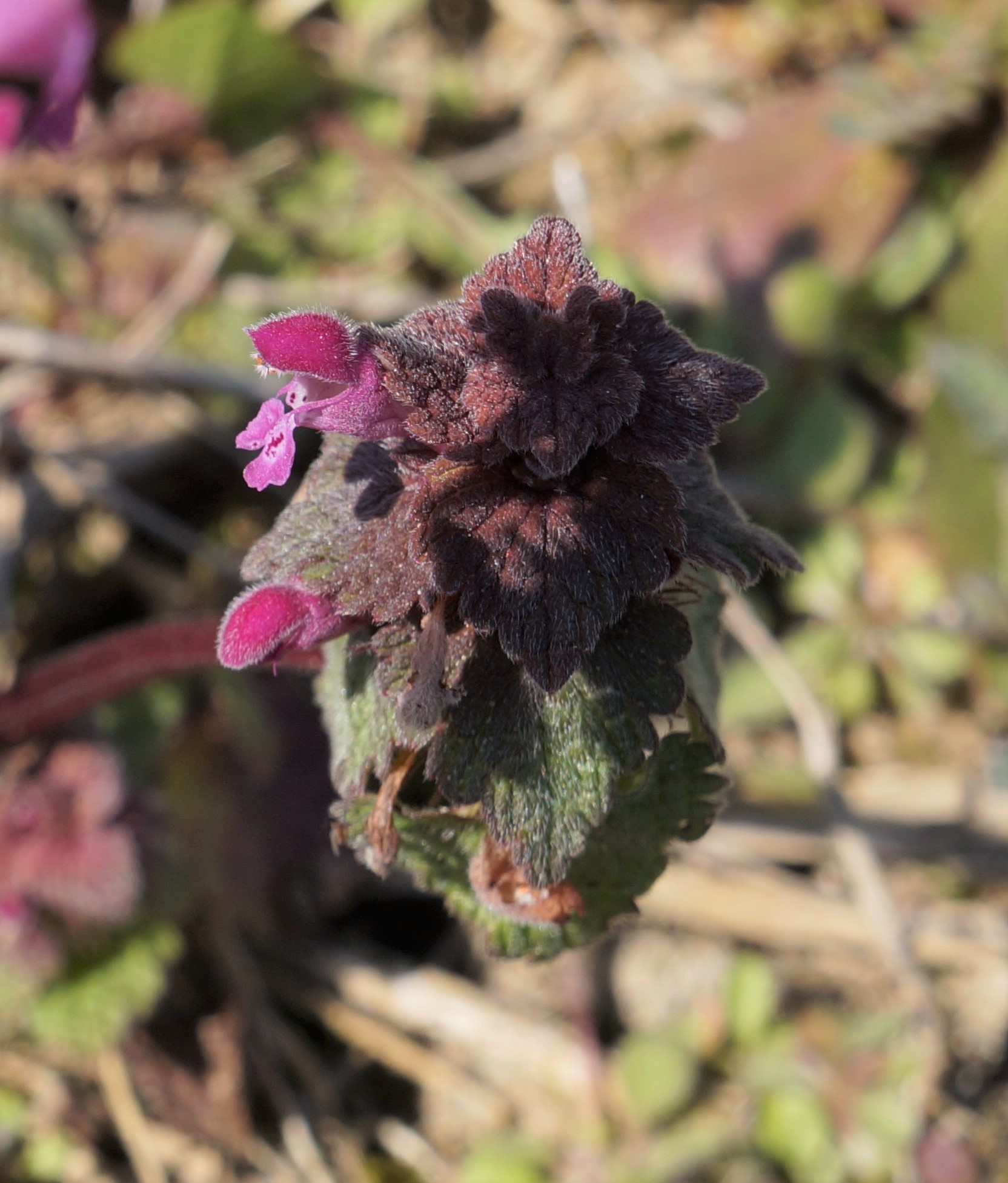 Purple Dead Nettle – What Is It and How To Use It? – Making Hungary Home